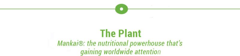 What We Do – Hinoman